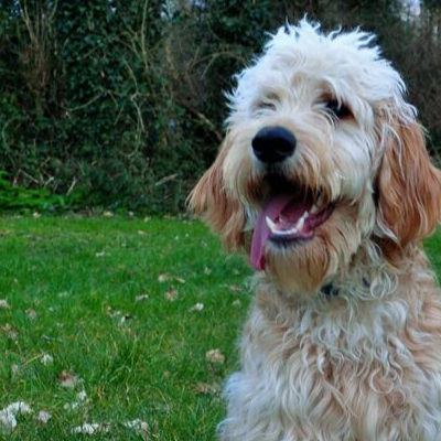 The Cavapoo: A Complete Breed Overview