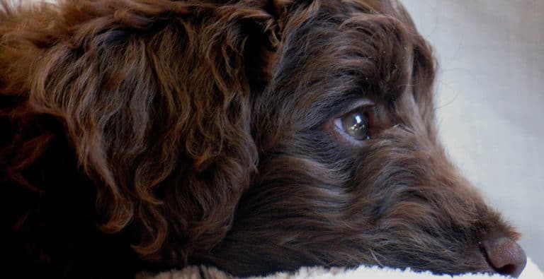 What Causes Eye Boogers And Discharge In Labradoodle Puppies?