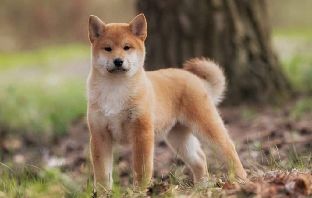 Shiba Inu | Trending Breeds