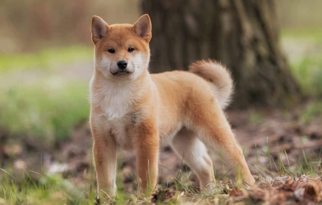 Shiba Inu | Trending Breeds