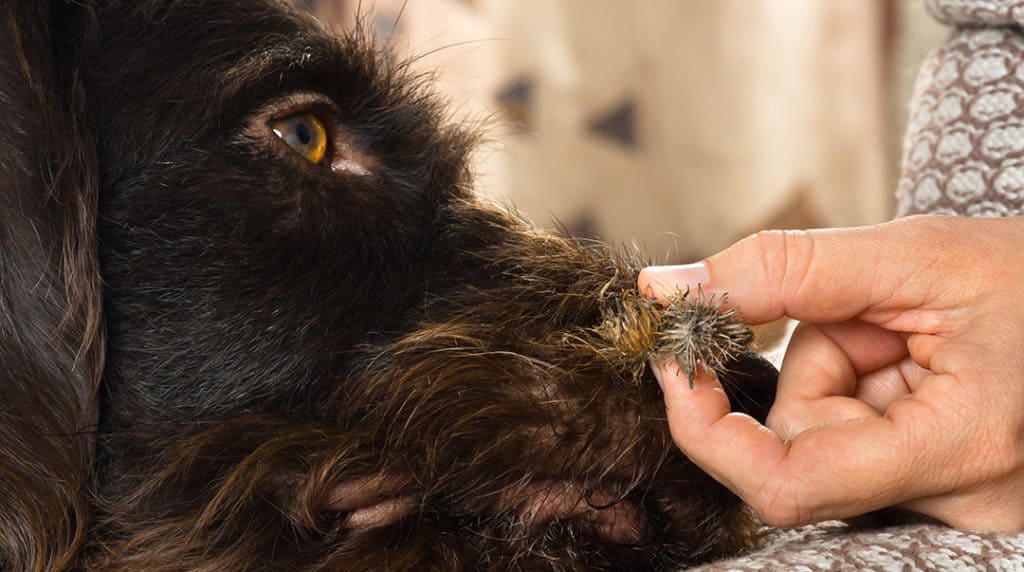 Doodle Dog Burr Removal – Goldendoodles, Labradoodles, and More