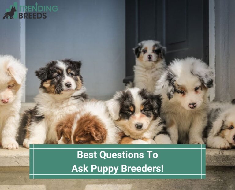 Best Questions To Ask Puppy Breeders! (2024)