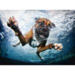 Boxers And Water: Potential Risks & Tips For Safe Swimming! (2024)