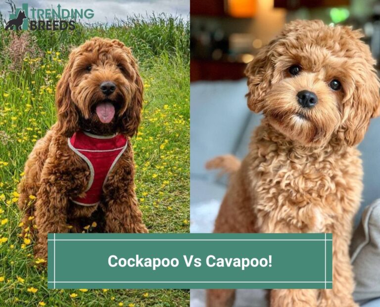 Cockapoo vs Cavapoo! (2022)