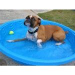 Boxers And Water: Potential Risks & Tips For Safe Swimming! (2024)
