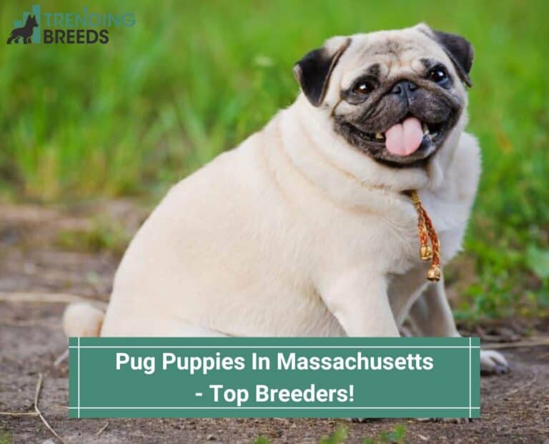 Pug Puppies In Massachusetts – Top 5 Breeders! (2023)