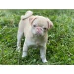 Pug Puppies In Ohio – Top 5 Breeders! (2023)