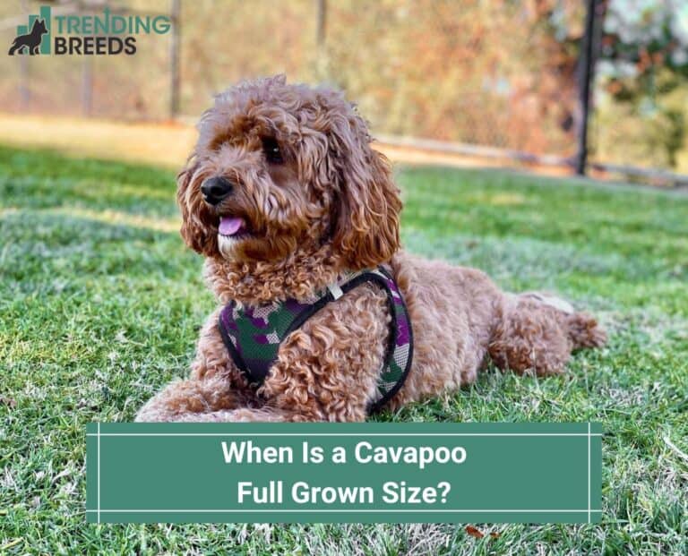 When Is a Cavapoo Full Grown Size? (2024)