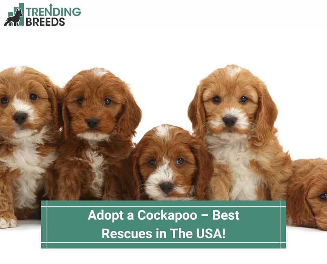 Adopt a Cockapoo – Best 14 Rescues in The USA! (2024)