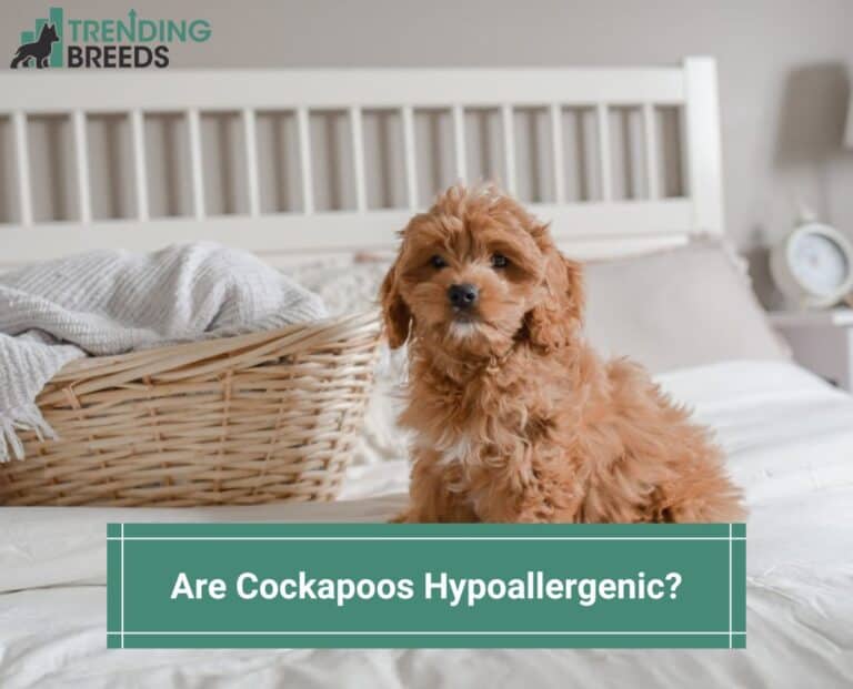 Are Cockapoos Hypoallergenic? Reduce Dog Allergies Today! (2022)
