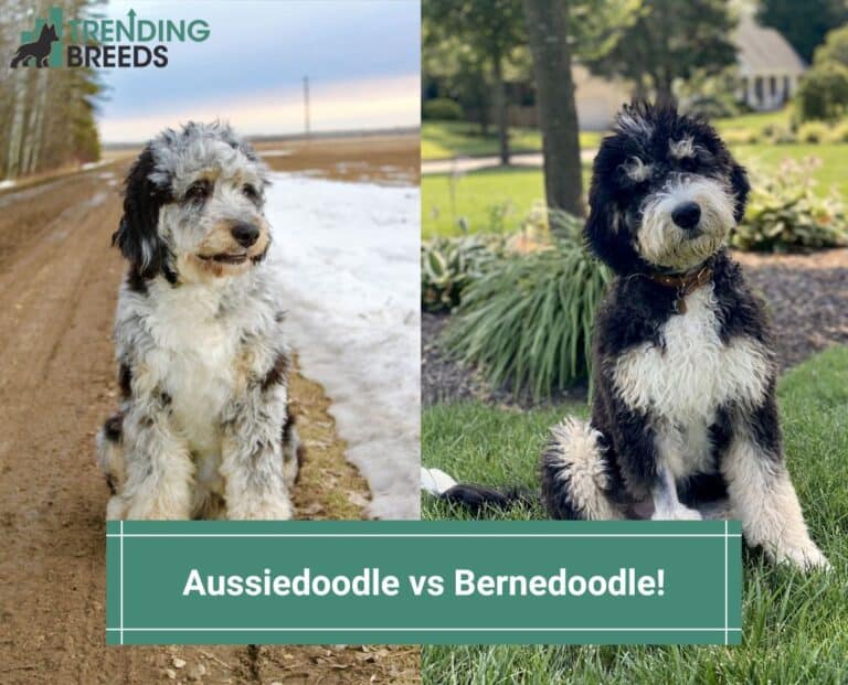 Aussiedoodle vs Bernedoodle! (2024)