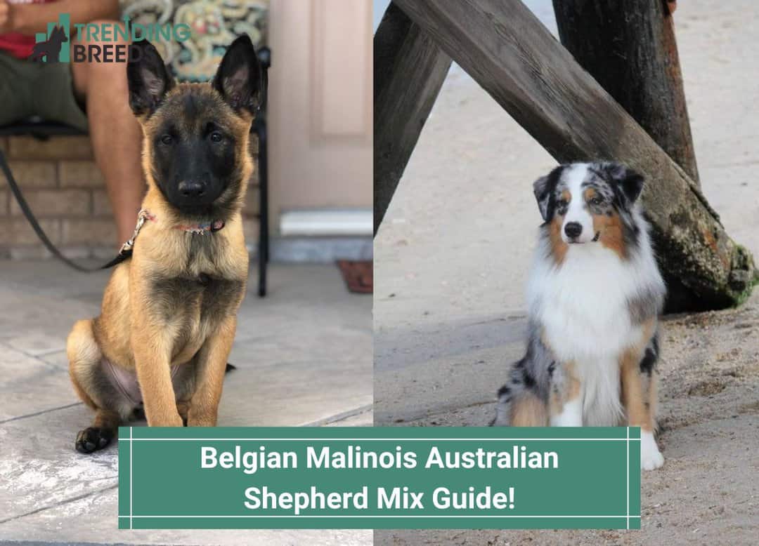 Belgian Malinois Australian Shepherd Mix Guide-template | Trending Breeds Belgian Malinois Australian Shepherd Mix Guide-template | Trending Breeds