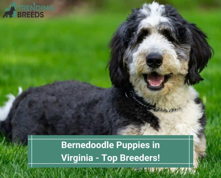 Bernedoodle Puppies in Virginia – Top 4 Breeders! (2023)