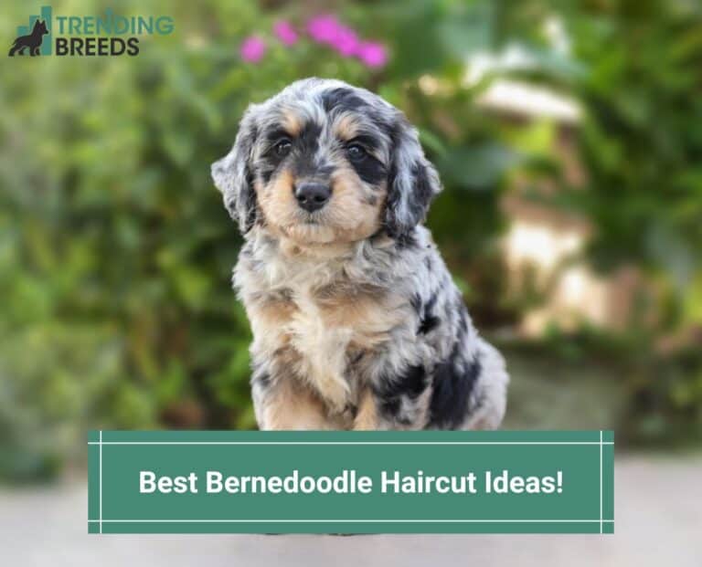 6 Best Bernedoodle Haircut Ideas! (2024)