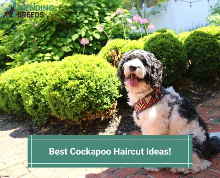 8 Best Cockapoo Haircut Ideas! (2022)