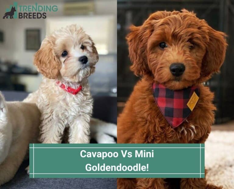 Cavapoo Vs Mini Goldendoodle! (2023)
