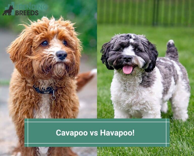 Cavapoo vs Havapoo: Similarities and Differences! (2023)