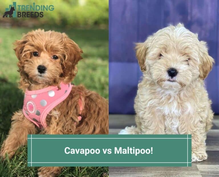 Cavapoo vs Maltipoo! (2024)
