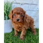 Cavapoo For Adoption – Top 7 Rescues in The USA! (2023)
