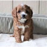 12 Facts About the Toy Cavapoo! (2023)