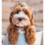 8 Best Cockapoo Haircut Ideas! (2022)