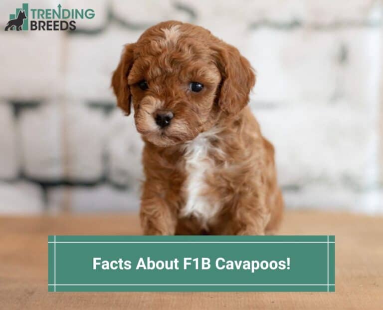 10 Facts About F1B Cavapoos! (2023)