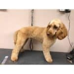 8 Best Cockapoo Haircut Ideas! (2022)