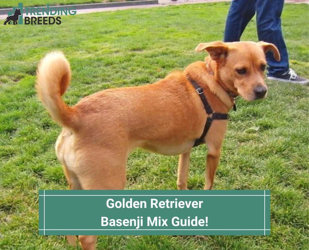 Golden Retriever Basenji Mix Guide! (2024)