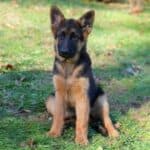 German Shepherd Puppies in Maryland – Top 4 Breeders! (2023)