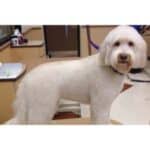 9 Best Cavapoo Haircut Ideas! (2022)