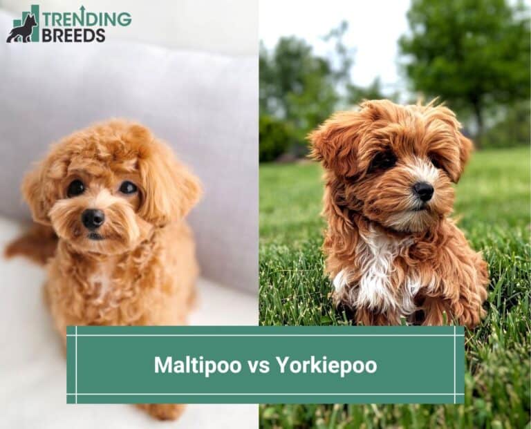 Maltipoo Dog Breed Guide, Pictures, Sizes, and Info! (2024)