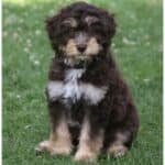 10 Interesting Facts About the Phantom Bernedoodle! (2024)