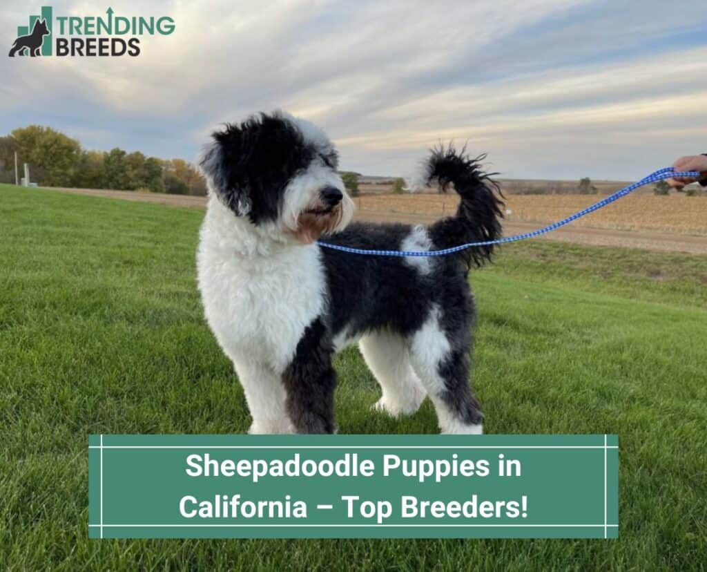 Sheepadoodle Puppies in California – Top 5 Breeders! (2023)