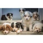 Aussiedoodle Generations! (2024)