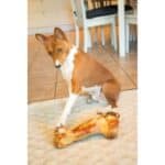 Adopt a Basenji Puppy – Top 12 Rescues in the USA! (2024)