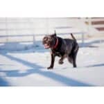 Cane Corso In The Snow – Can They Handle Cold Weather? (2024)
