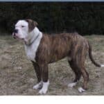 Cane Corso American Bulldog Mix Guide! (2022)