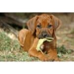 Rhodesian Ridgeback Hunting Lions! Can They Kill A Lion? (2024)