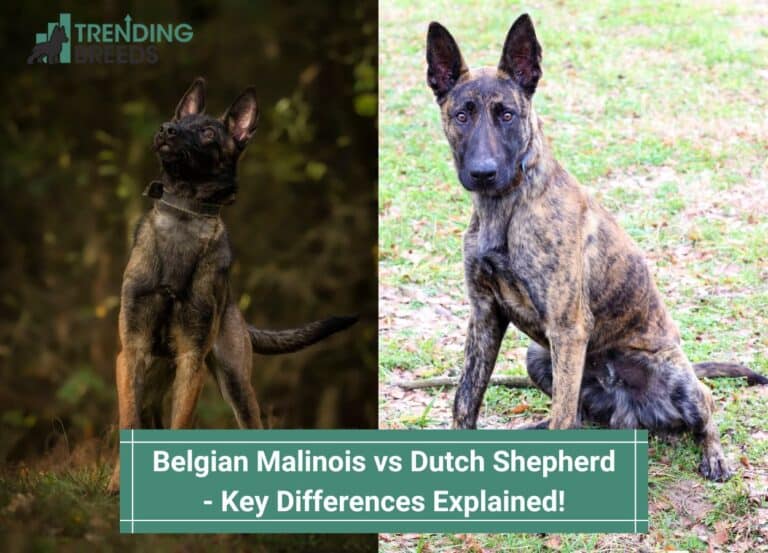 Belgian Malinois vs Dutch Shepherd – Key Differences Explained! (2023)