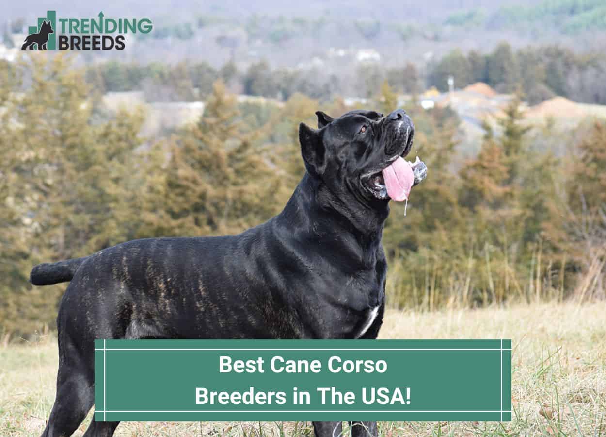 11 Best Cane Corso Breeders in The USA! (2024) 11 Best Cane Corso Breeders in The USA! (2024)