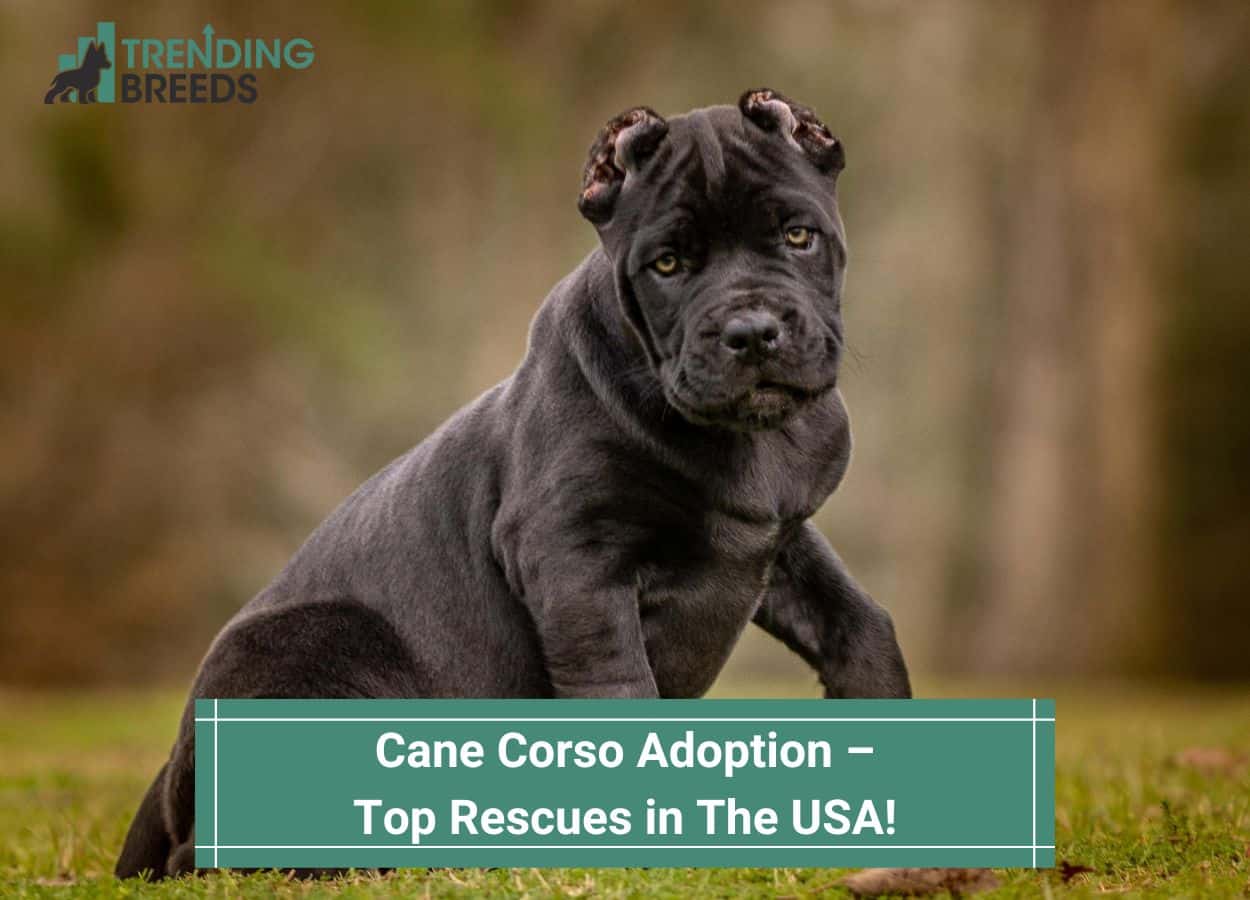 Cane Corso Adoption – Top 13 Rescues in The USA! (2023)