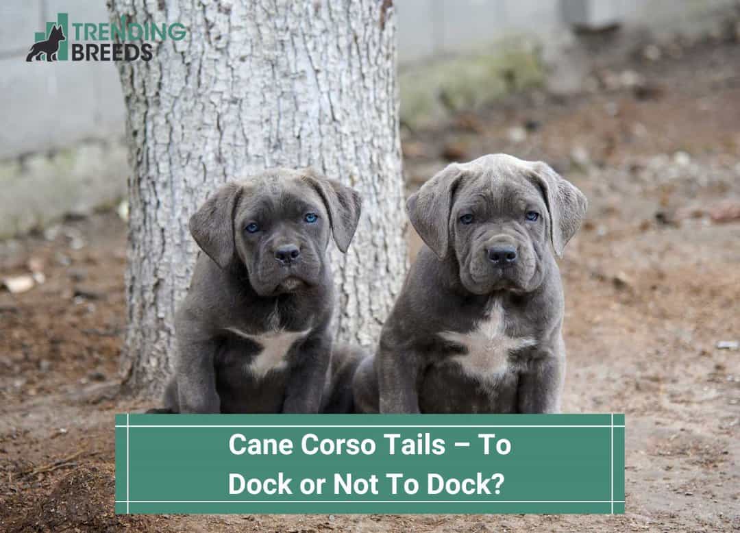 Why Are Puppies Tails Docked Why Are Puppies Tails Docked