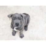 15 Interesting Facts About the Gray Cane Corso! (2024)