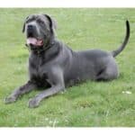 13 Interesting Facts About the Blue Cane Corso! (2024)