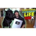 The Cane Corso Named Bruce Wayne – Everything You Need To Know! (2024)