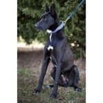Belgian Malinois Great Dane Mix Guide! (2023)