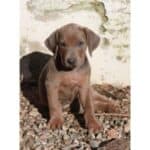 Interesting Facts About Blue Rhodesian Ridgeback Puppies! (2022)