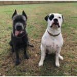 Cane Corso American Bulldog Mix Guide! (2022)