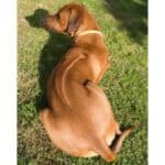 Rhodesian Ridgeback Hunting Lions! Can They Kill A Lion? (2022)