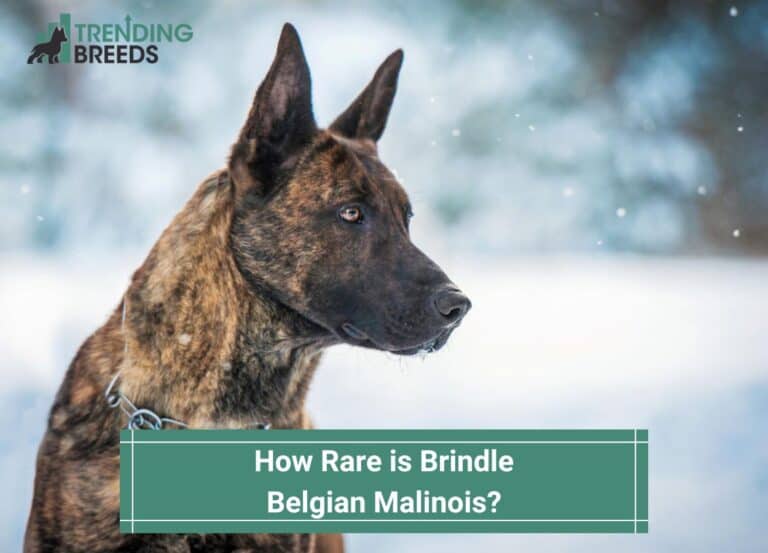 How Rare is a Brindle Belgian Malinois? (2024)